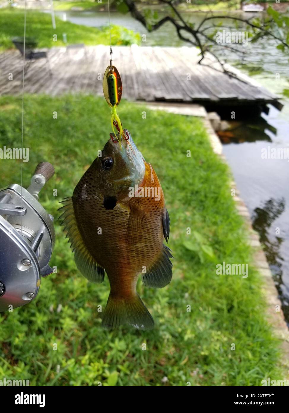 Bluegill (Lepomis macrochirus) Actinopterygii Stock Photo - Alamy