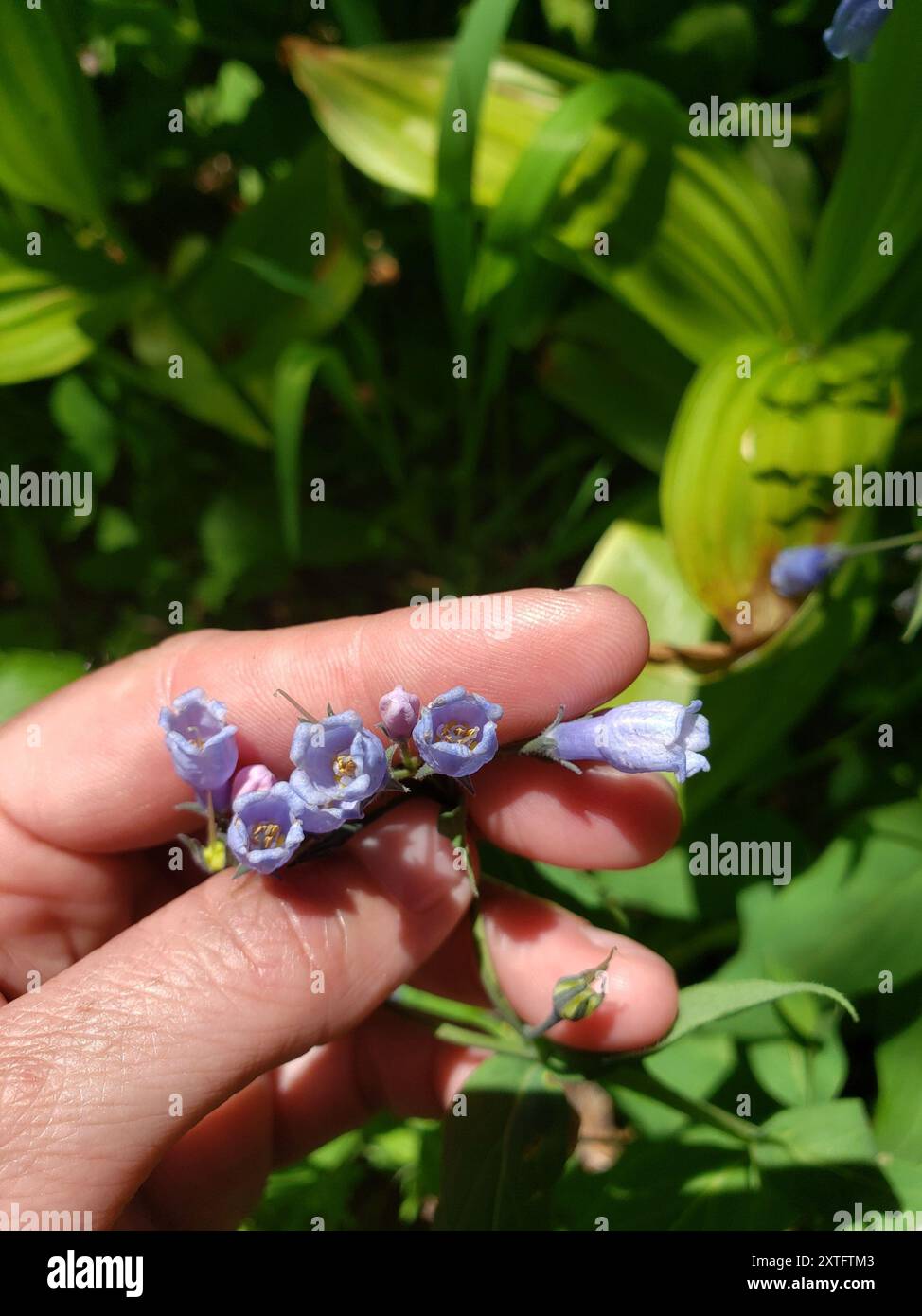 Northern Bluebells (Mertensia paniculata borealis) Plantae Stock Photo ...
