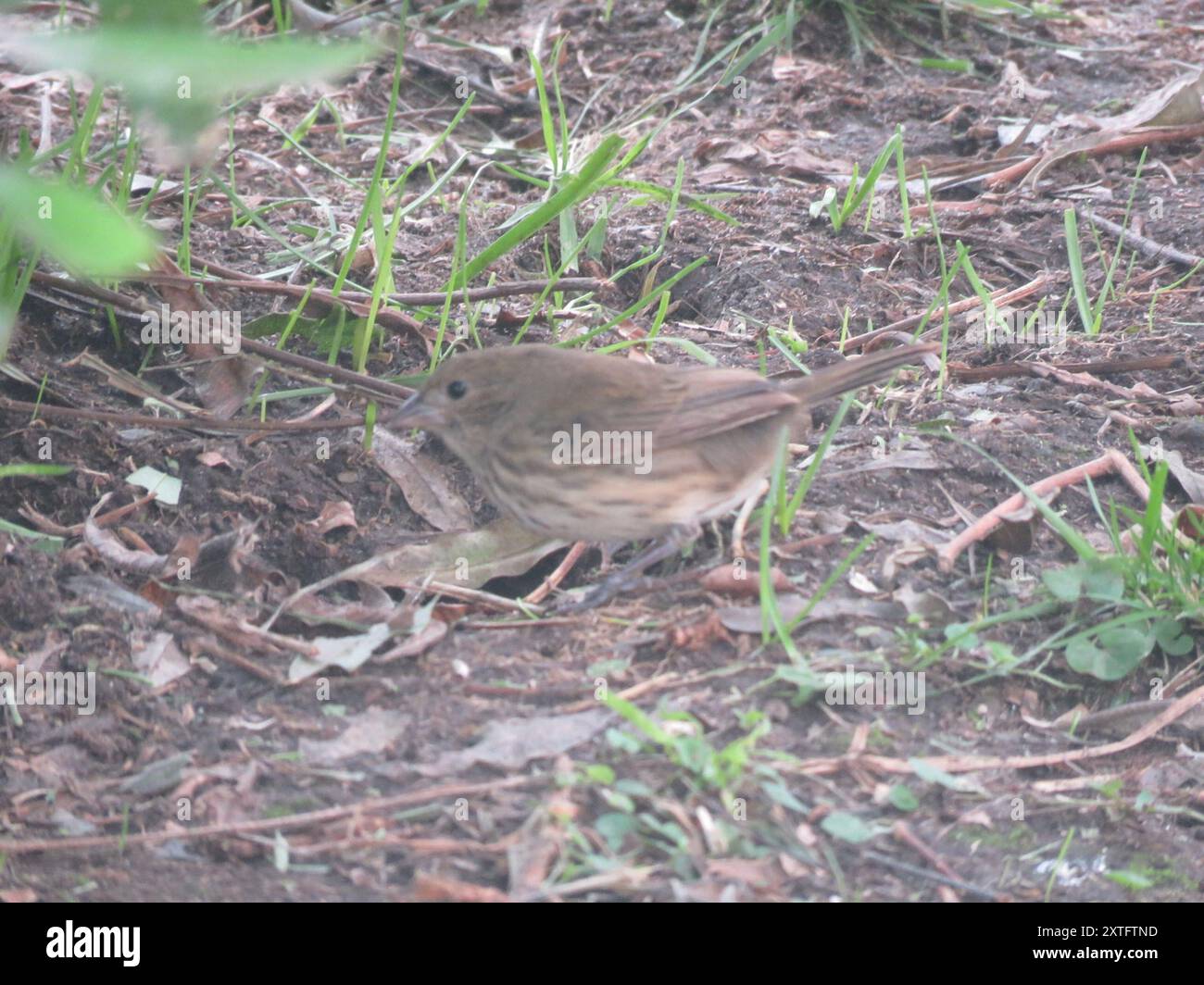 Tanagers and Allies (Thraupidae) Aves Stock Photo - Alamy