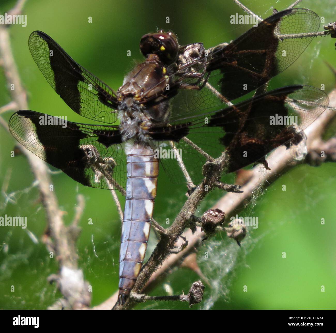 Common Whitetail (Plathemis lydia) Insecta Stock Photo - Alamy
