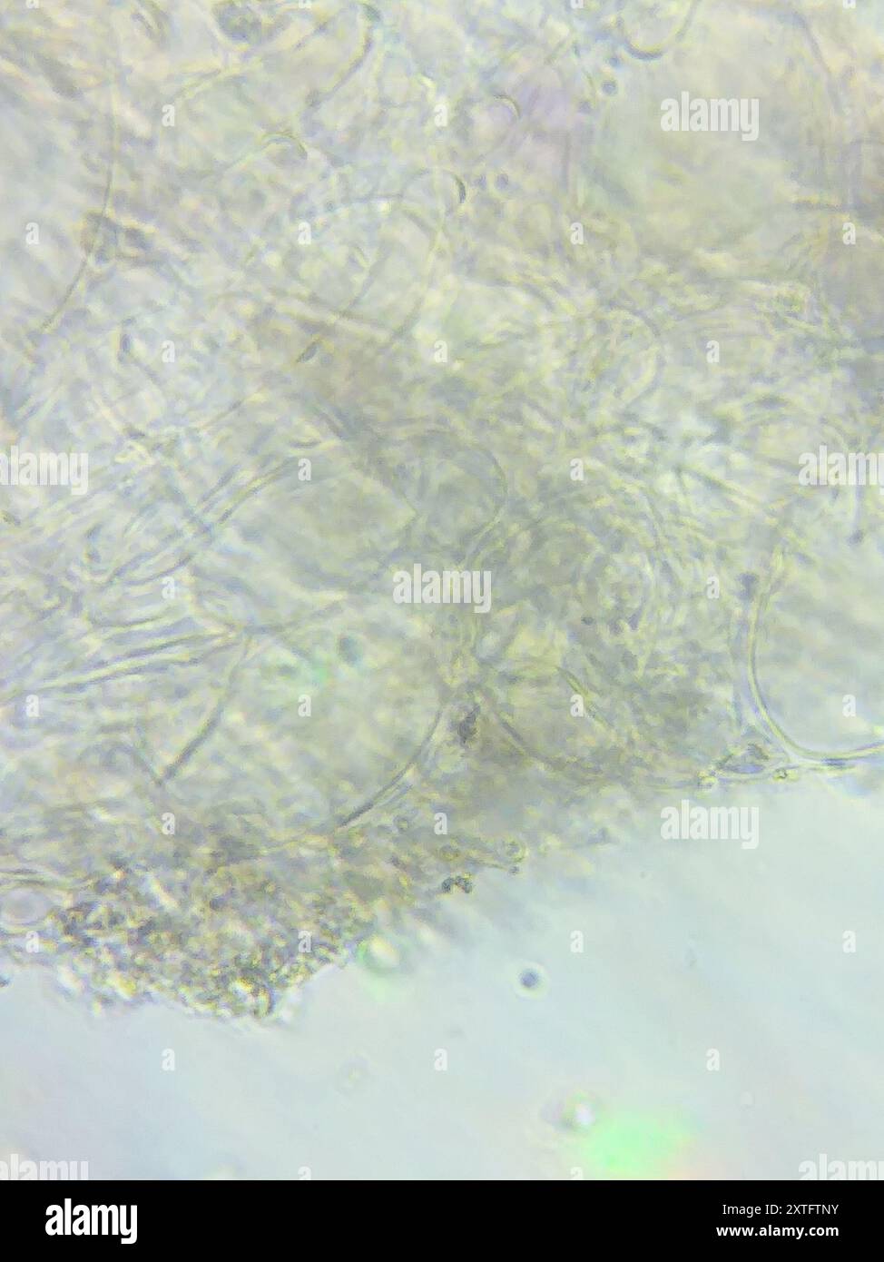 Bleeding Bonnet (Mycena sanguinolenta) Fungi Stock Photo - Alamy