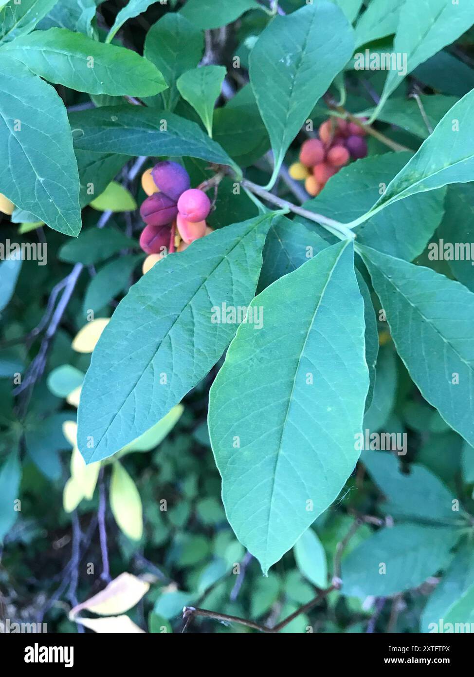 Osoberry (Oemleria cerasiformis) Plantae Stock Photo - Alamy