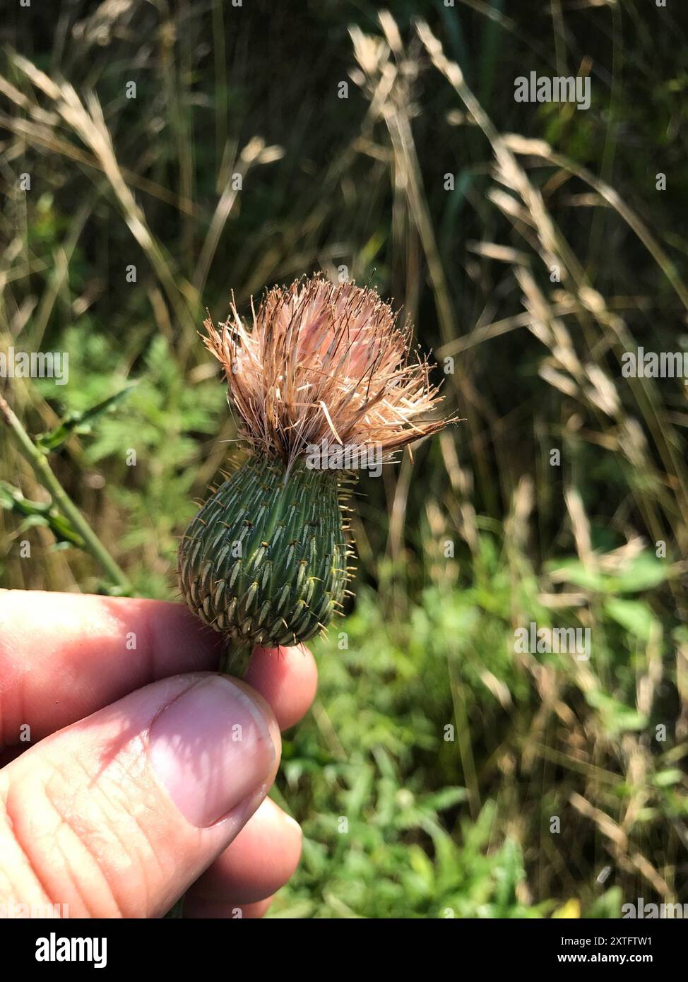Texas Thistle (Cirsium texanum) Plantae Stock Photo - Alamy