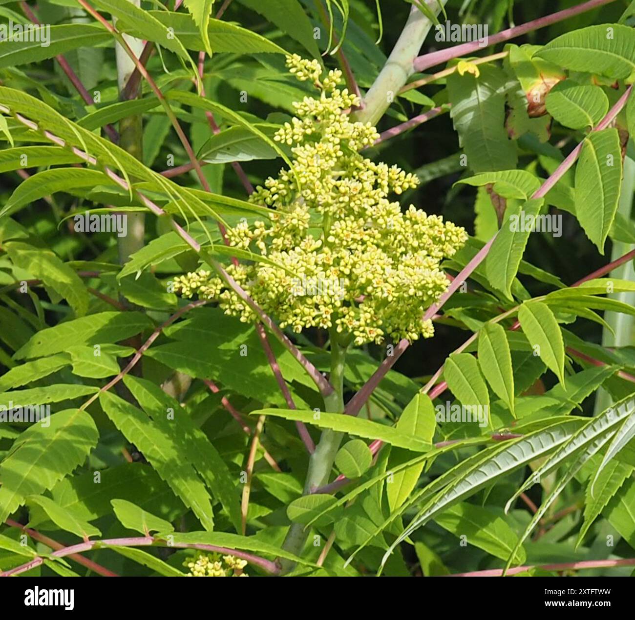 smooth sumac (Rhus glabra) Plantae Stock Photo - Alamy