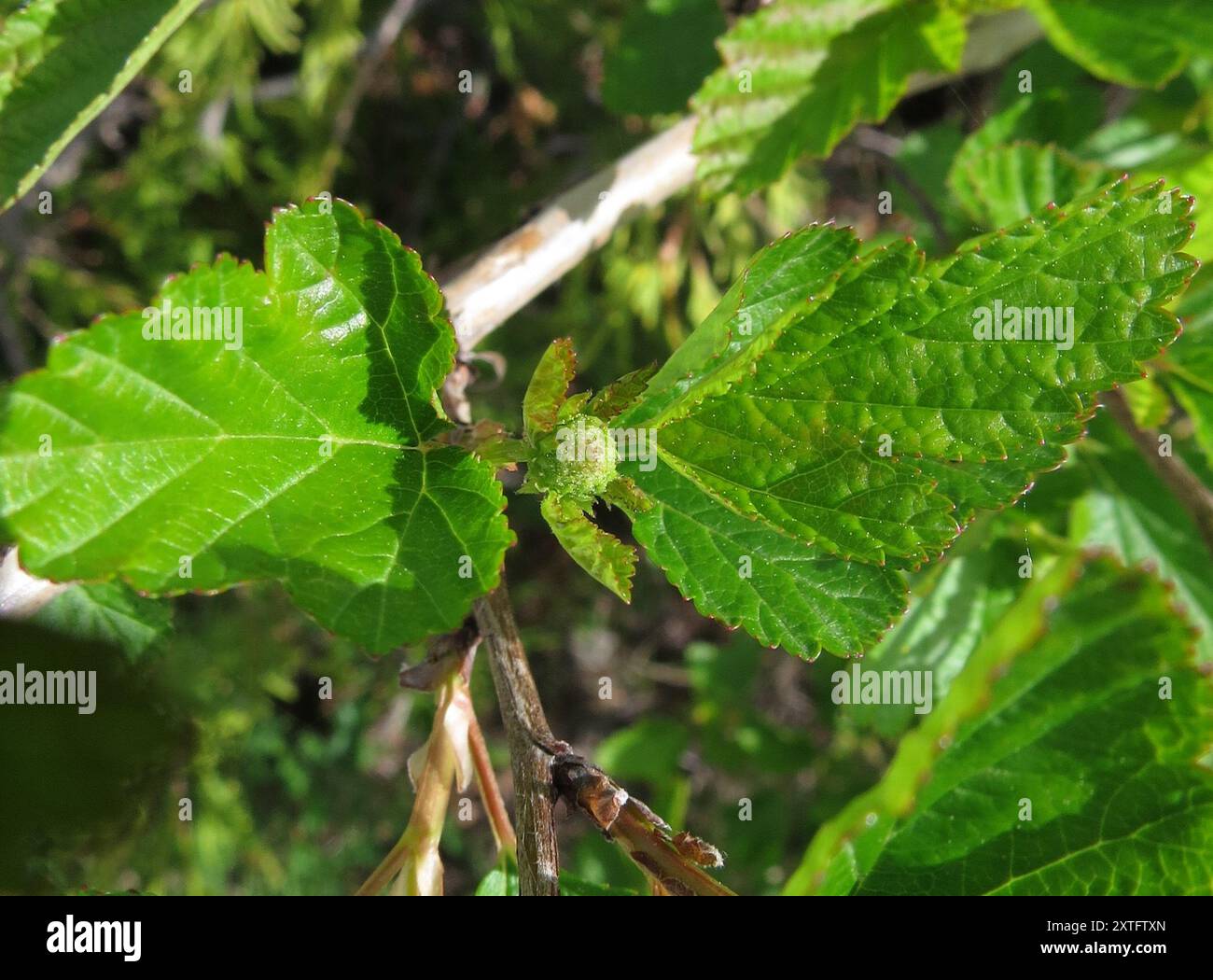 common ninebark (Physocarpus opulifolius) Plantae Stock Photo - Alamy