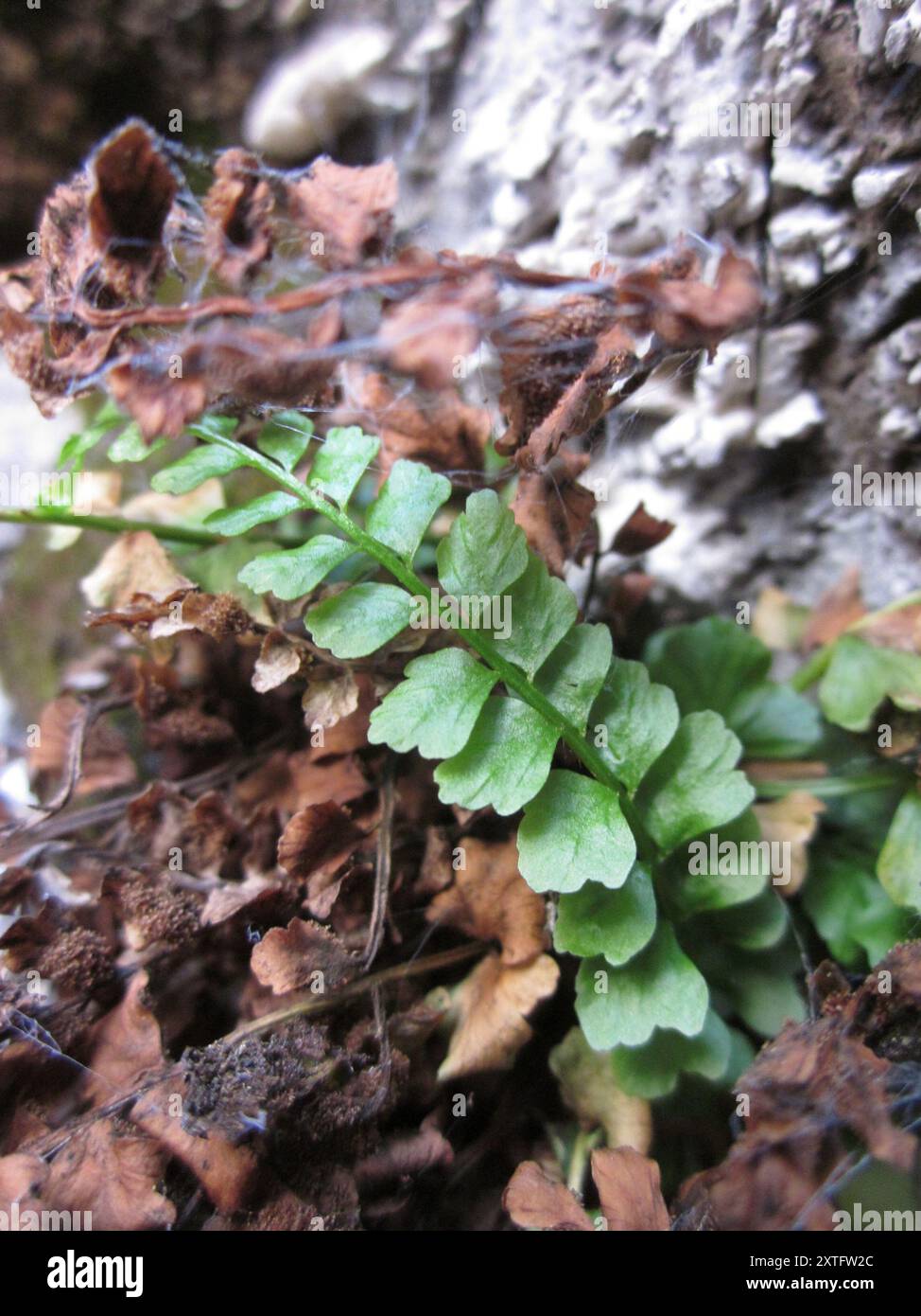 green spleenwort (Asplenium viride) Plantae Stock Photo - Alamy