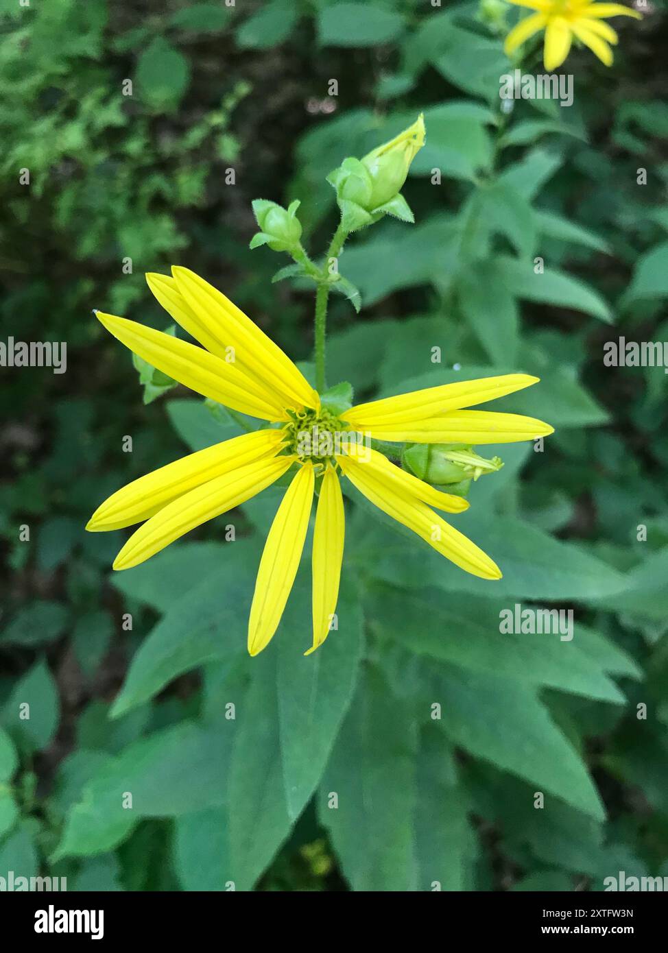Starry rosinweed (Silphium asteriscus) Plantae Stock Photo - Alamy