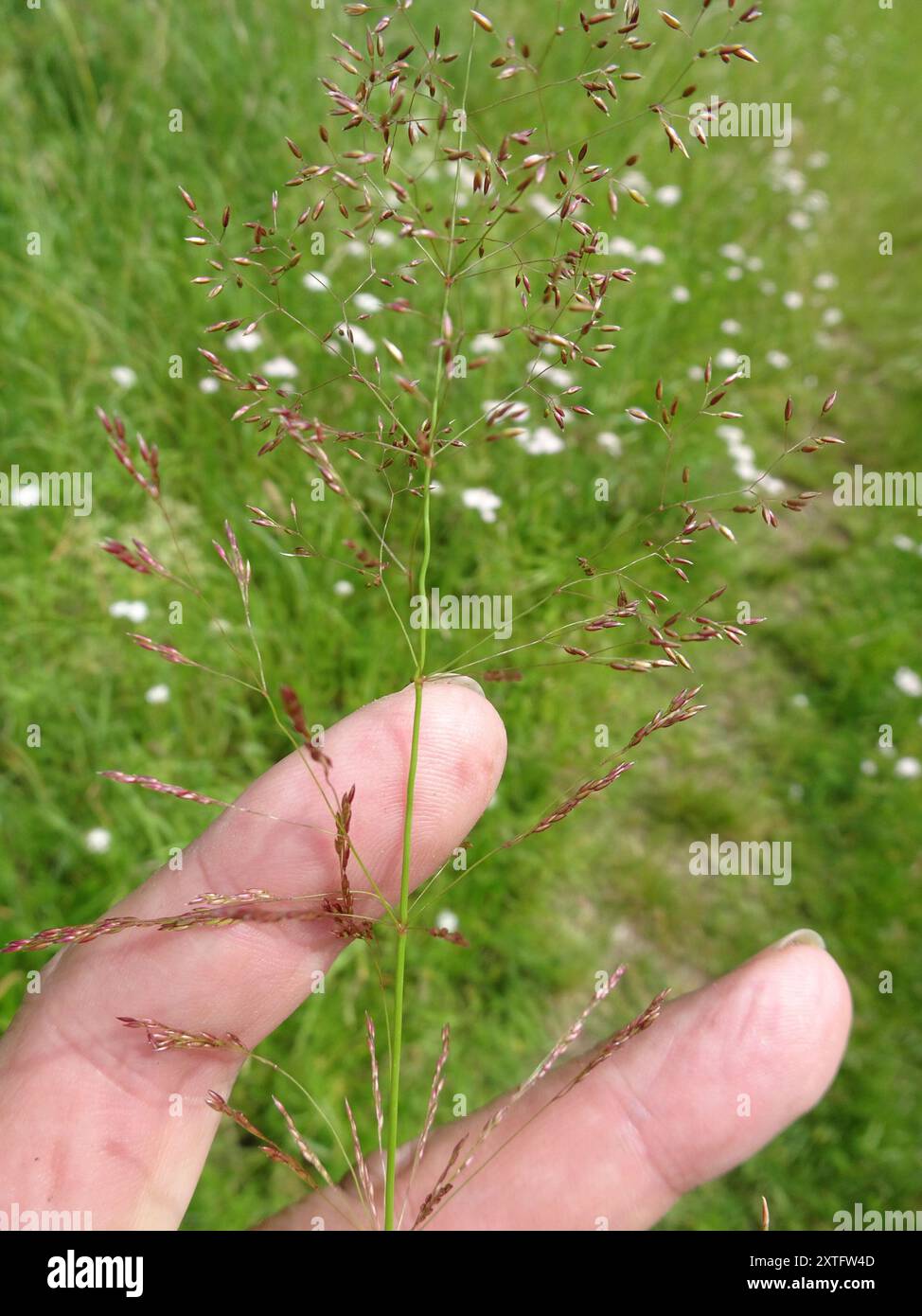wavy hair-grass (Avenella flexuosa) Plantae Stock Photo - Alamy
