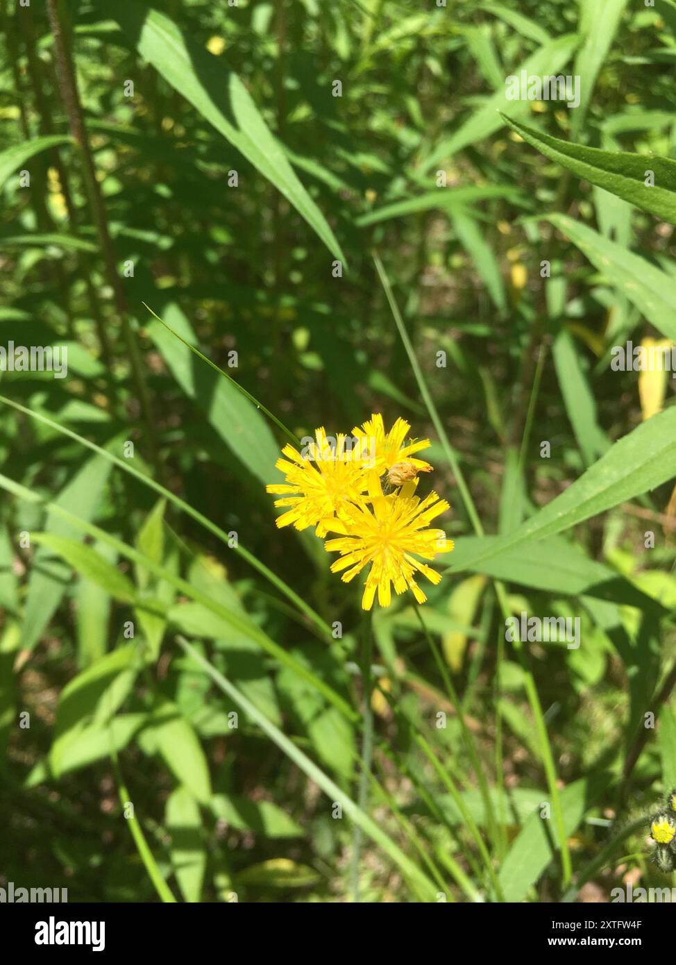mouse-ear hawkweeds (Pilosella) Plantae Stock Photo - Alamy