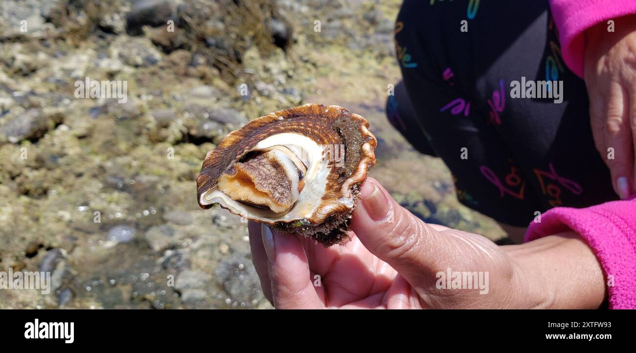 Wavy Turban (Megastraea undosa) Mollusca Stock Photo - Alamy