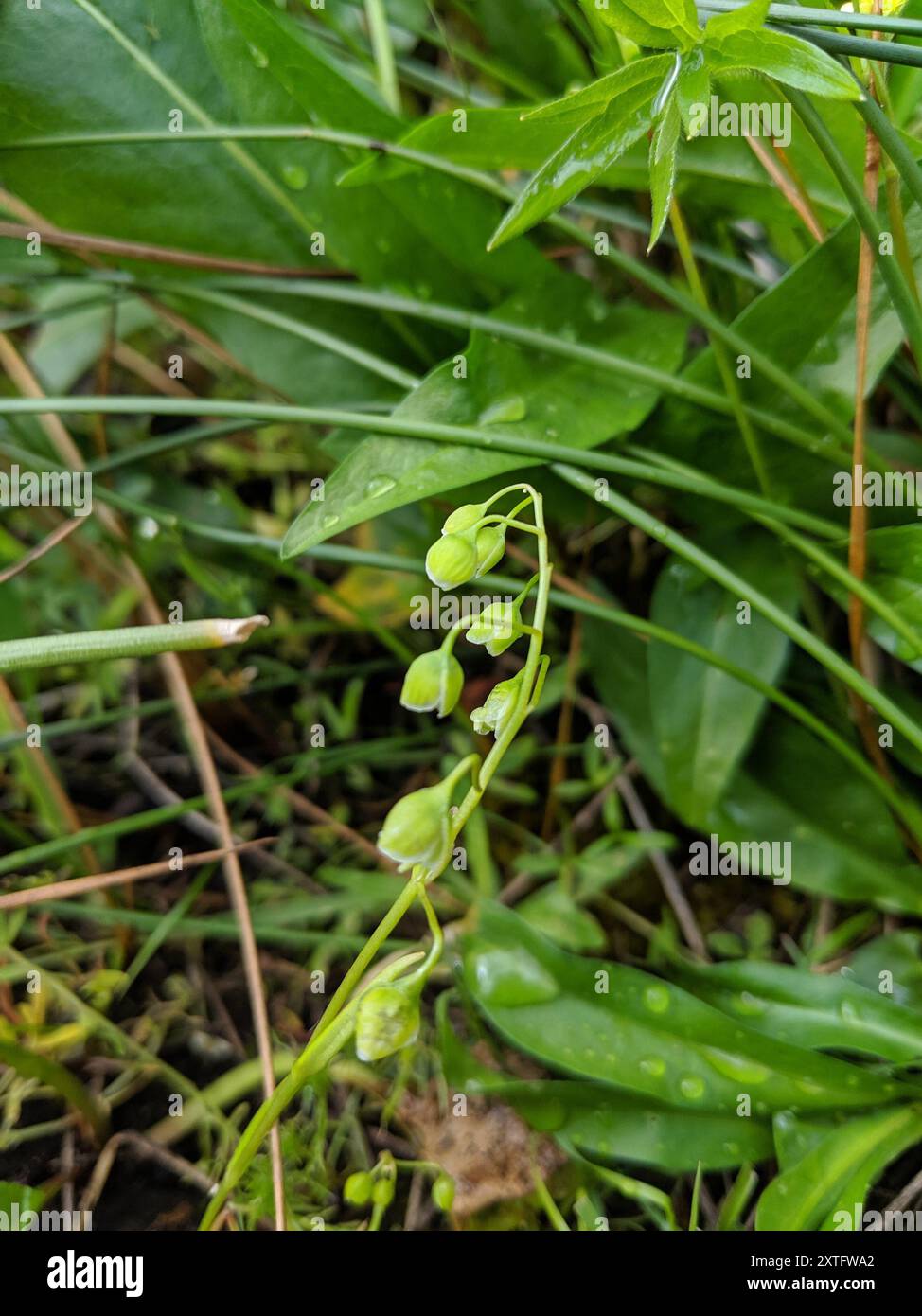Narrow-leaved Montia (Montia linearis) Plantae Stock Photo - Alamy