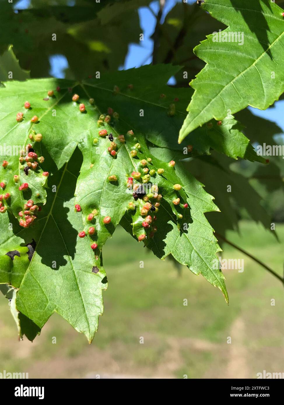 Maple Bladdergall Mite (Vasates quadripedes) Arachnida Stock Photo - Alamy