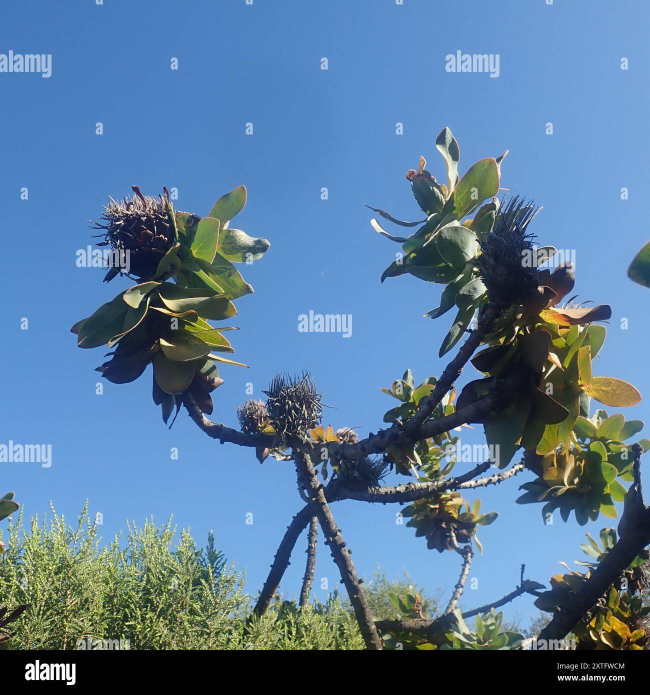 Wagon Tree (Protea nitida) Plantae Stock Photo - Alamy