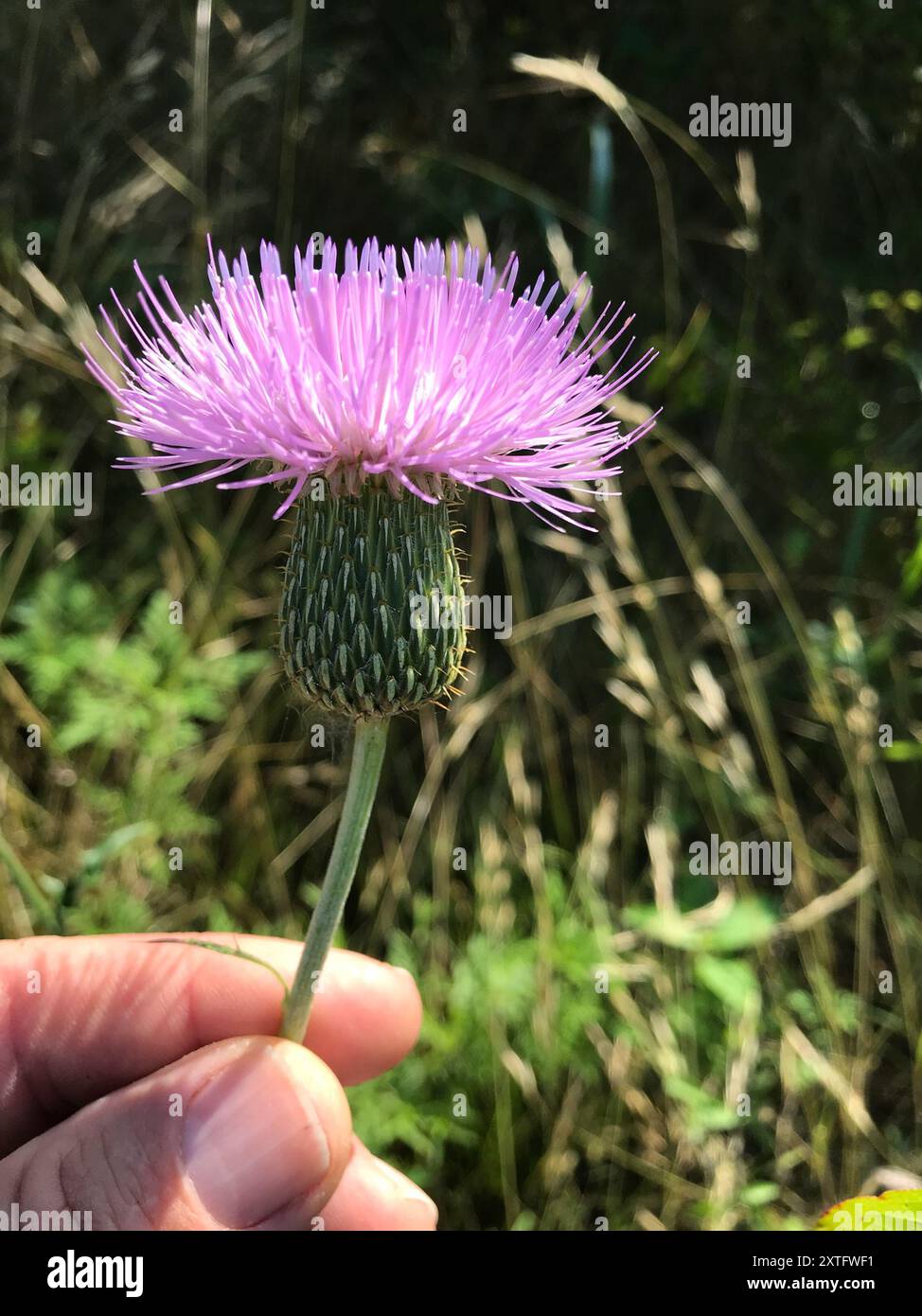 Texas Thistle (Cirsium texanum) Plantae Stock Photo - Alamy