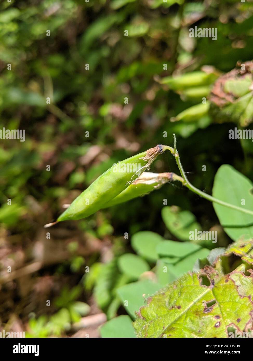 Sierra Nevada Peavine (Lathyrus nevadensis) Plantae Stock Photo - Alamy