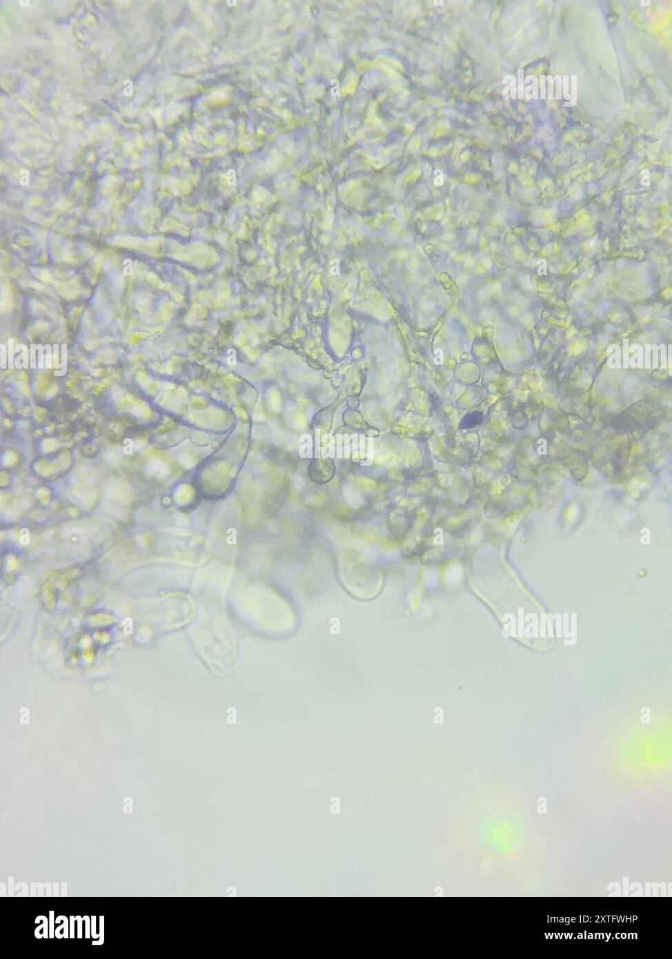 Rhododendri hi-res stock photography and images - Alamy