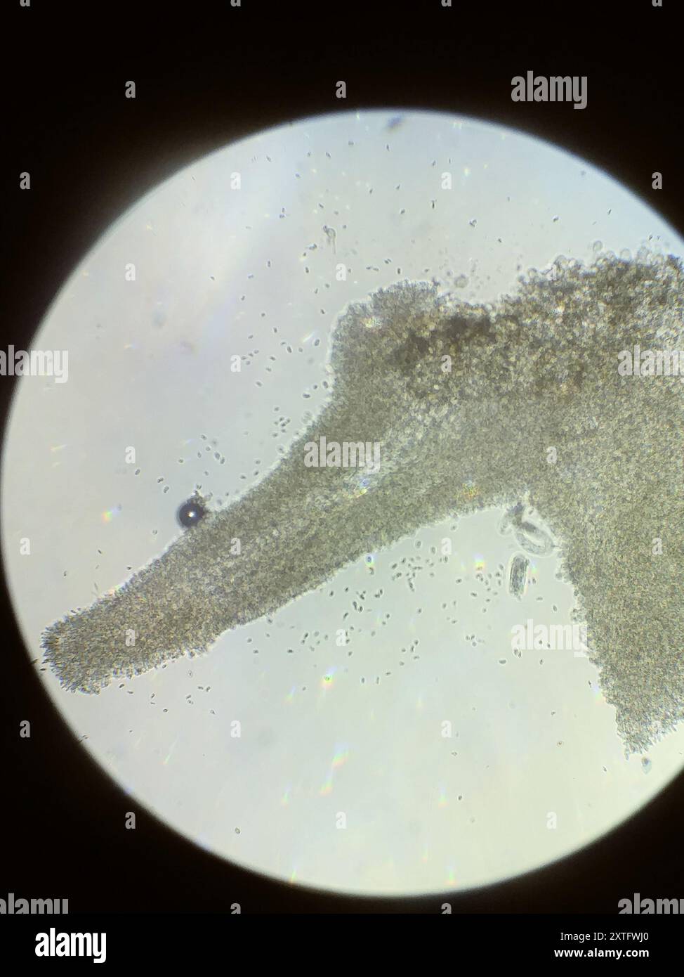 Dripping bonnet hi-res stock photography and images - Alamy