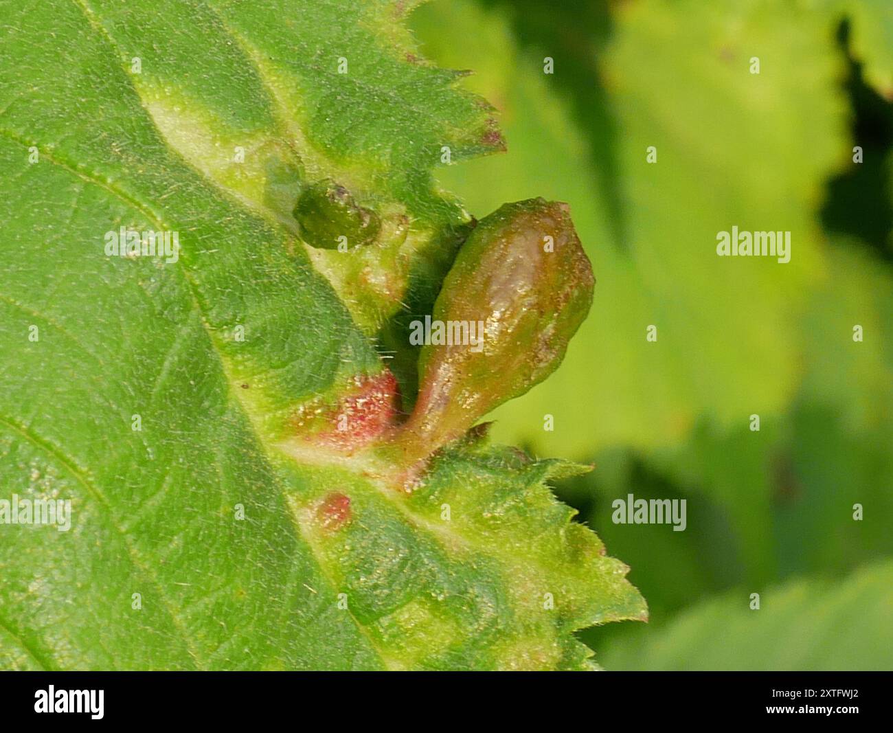 Tetraneura ulmi hi-res stock photography and images - Alamy
