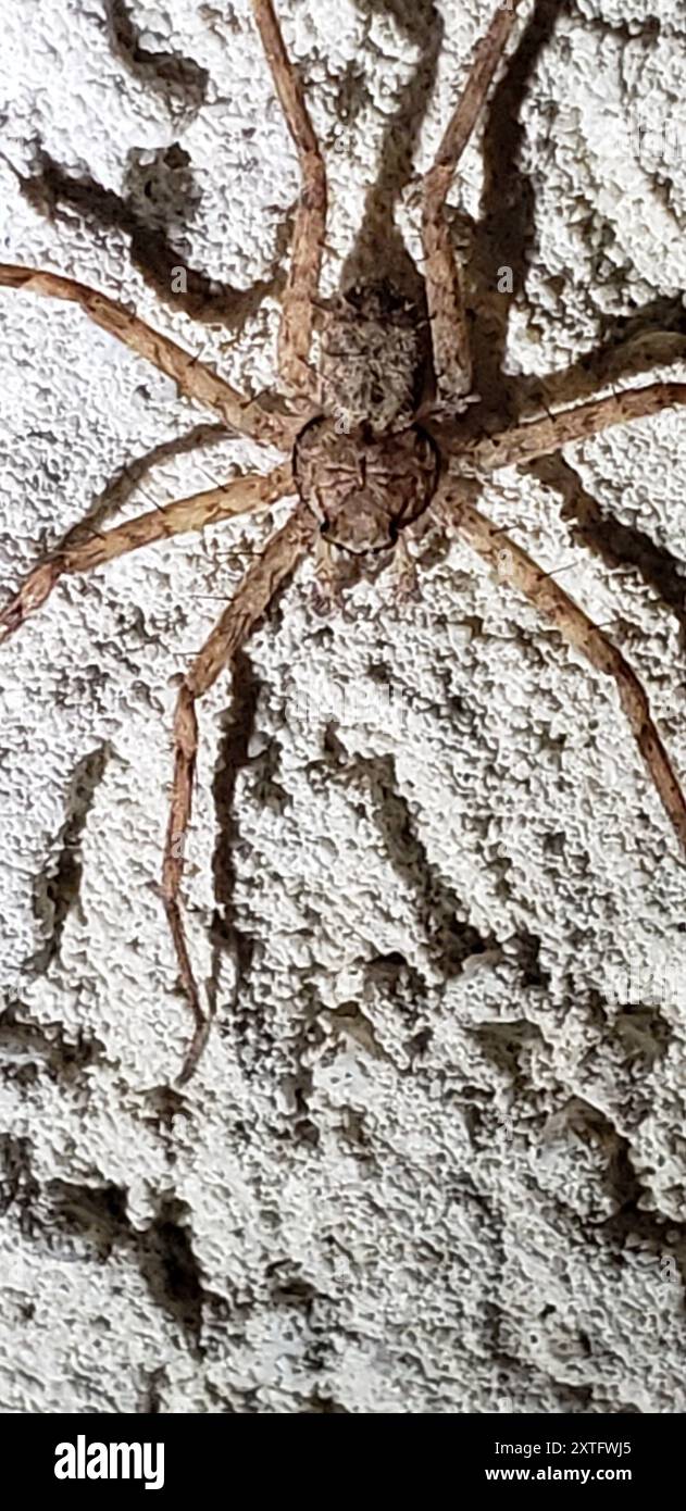 Crescent-eyed Spiders (Selenops) Arachnida Stock Photo - Alamy