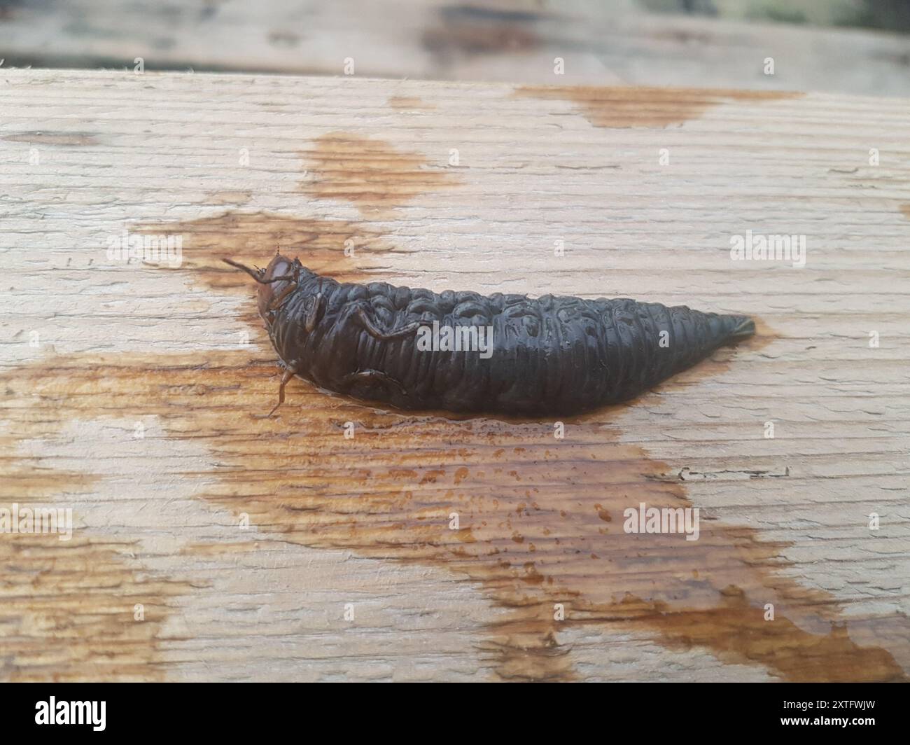 Giant Water Scavenger Beetles (Hydrophilus) Insecta Stock Photo - Alamy