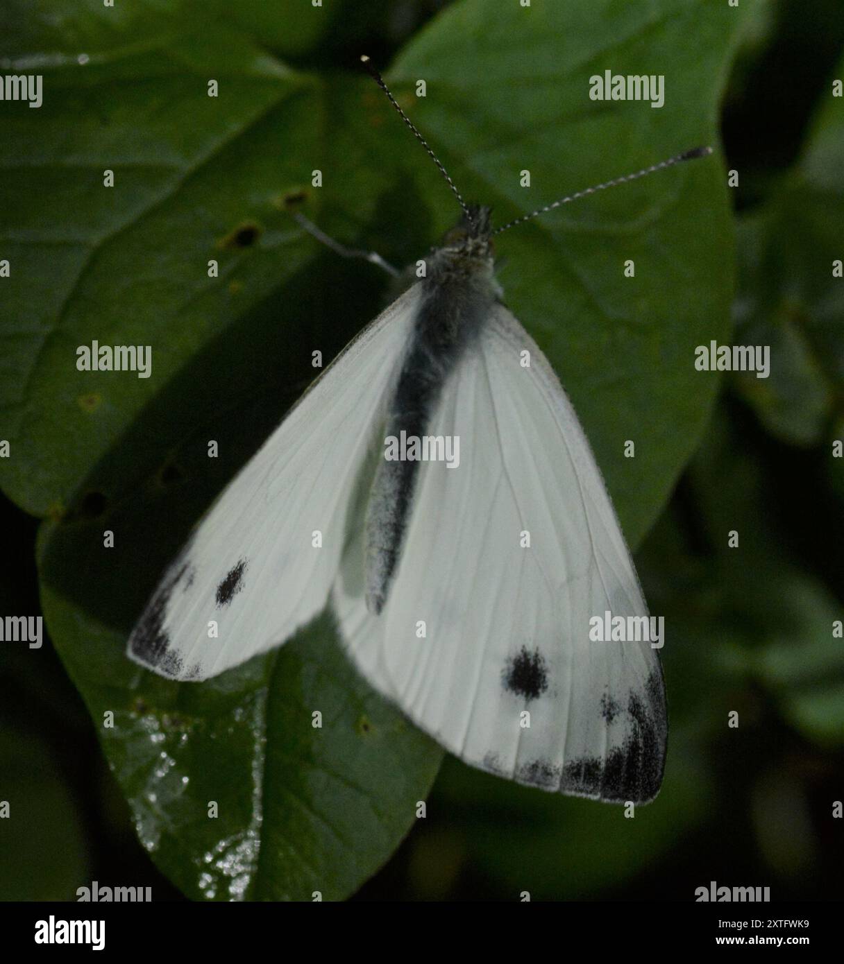 Garden Whites (Pieris) Insecta Stock Photo - Alamy