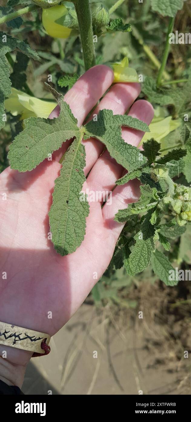 Russian Hollyhock (Alcea rugosa) Plantae Stock Photo - Alamy