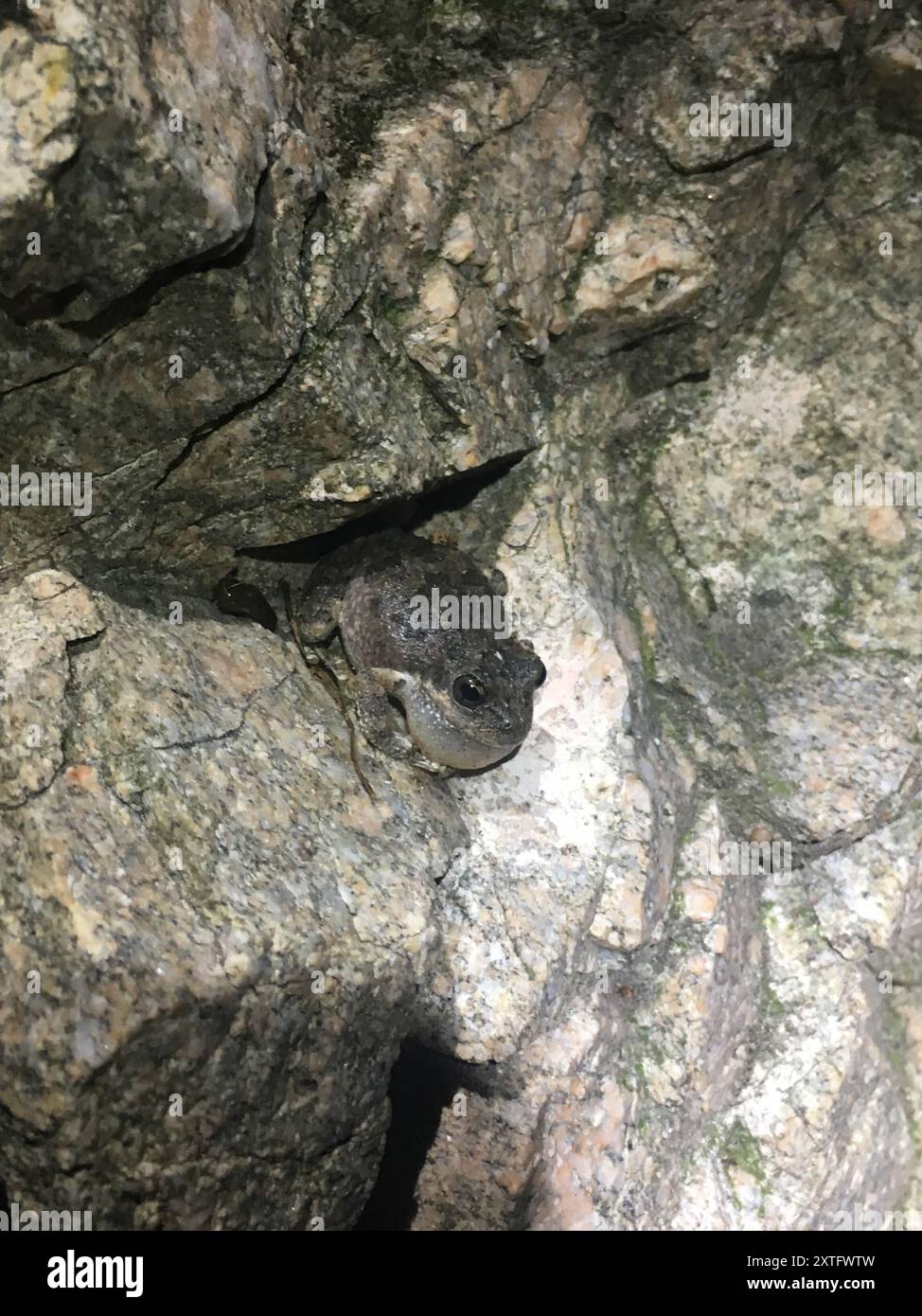 California Tree Frog (Pseudacris cadaverina) Amphibia Stock Photo - Alamy