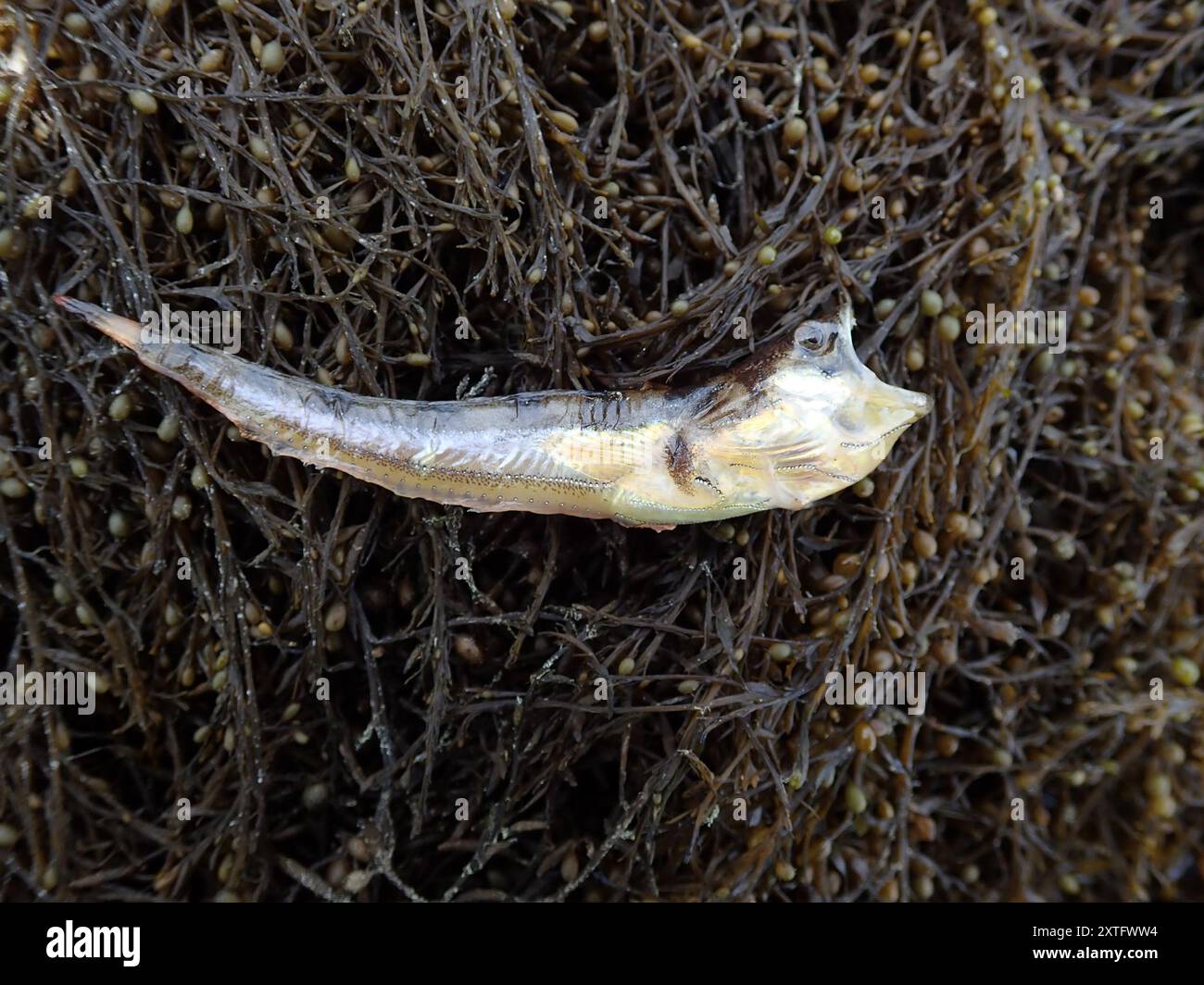 Porichthys notatus hi-res stock photography and images - Alamy