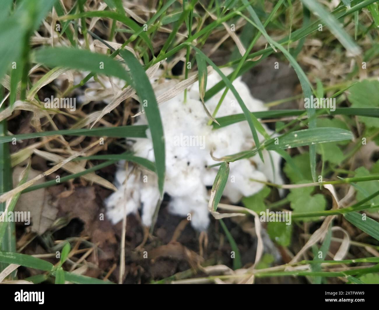 enveloping crust (Sebacina incrustans) Fungi Stock Photo - Alamy