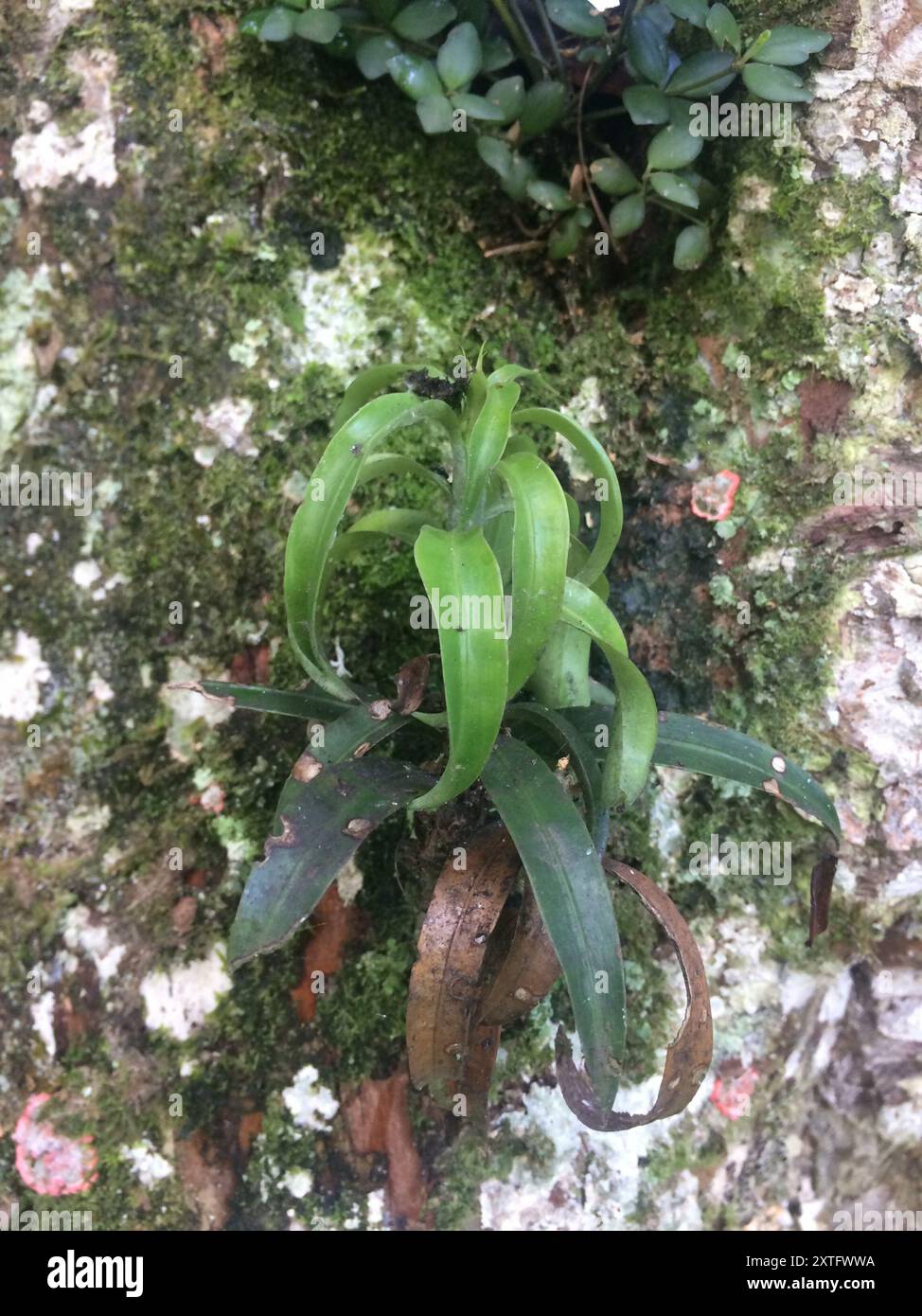 vascular plants (Tracheophyta) Plantae Stock Photo - Alamy