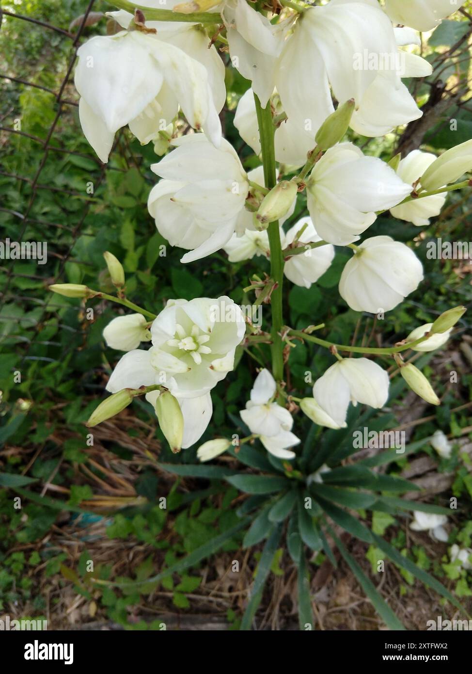 common yucca (Yucca filamentosa) Plantae Stock Photo - Alamy