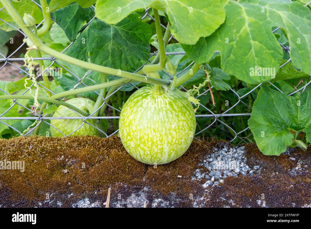 A close-up of a single green gourd hanging on a vine supported by a ...