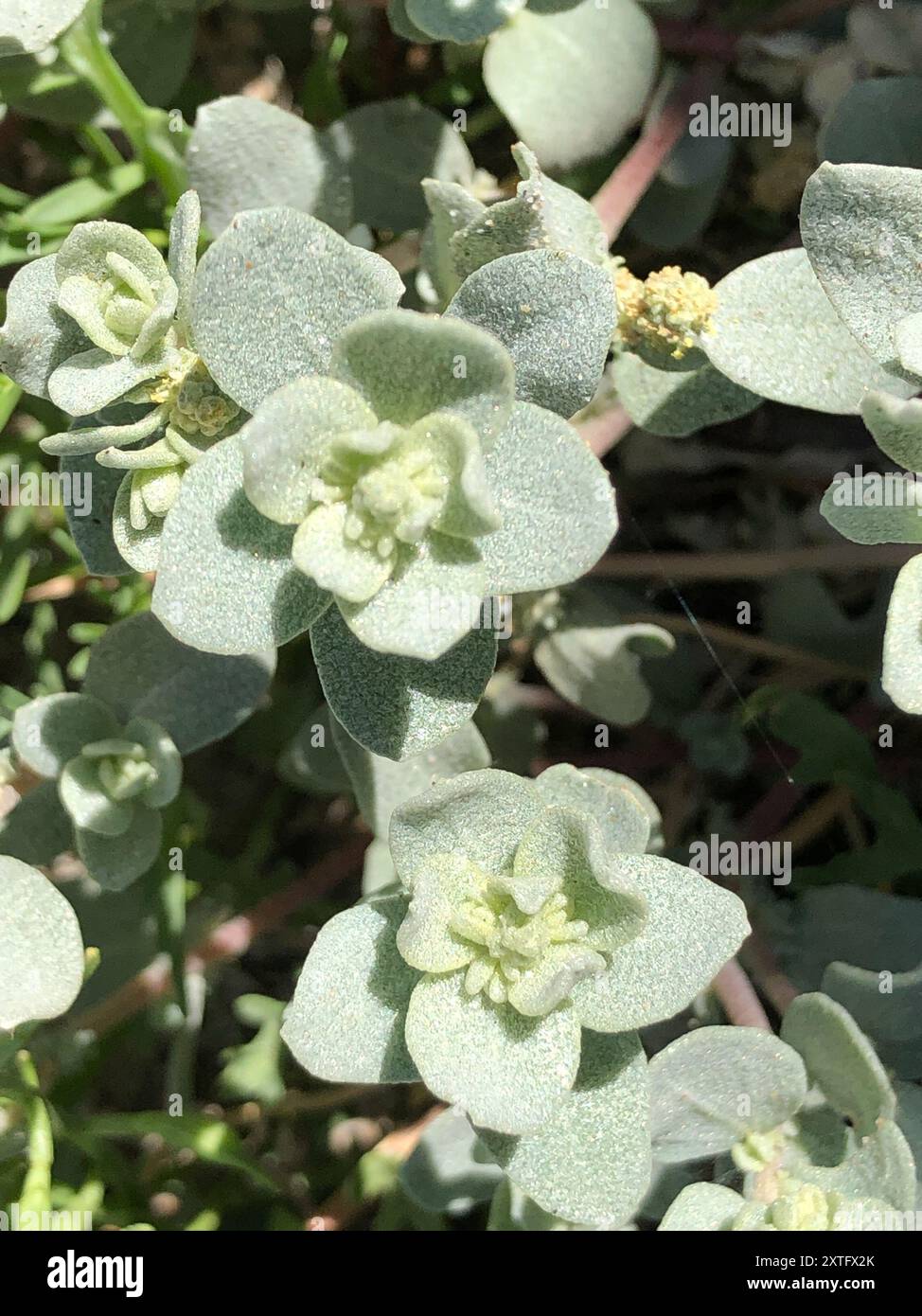 beach saltbush (Atriplex leucophylla) Plantae Stock Photo - Alamy