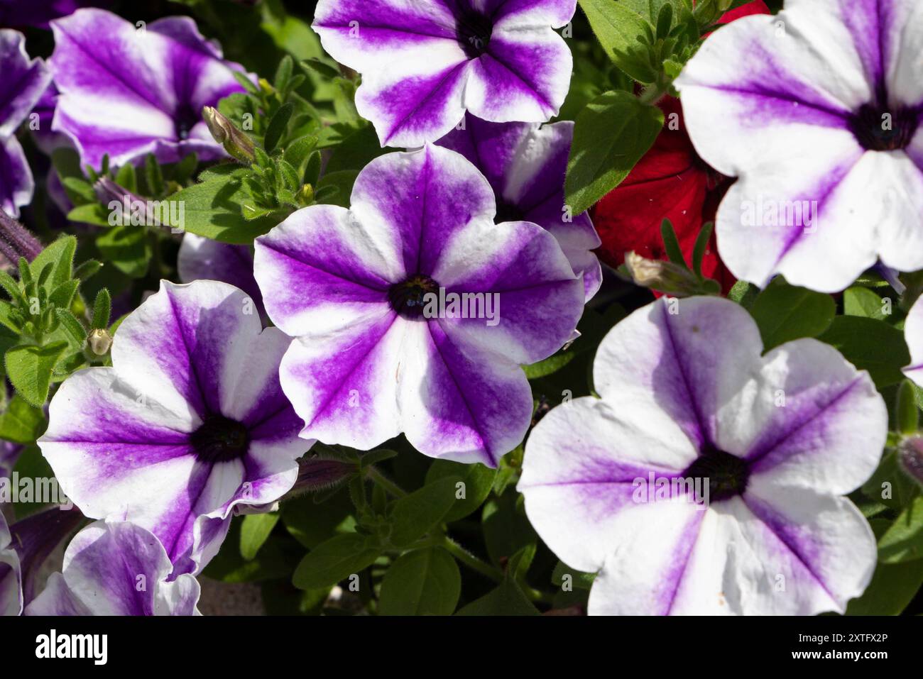 close up detail of Surfinia Blue Lagoon Star petunia Potunia Starfish ...