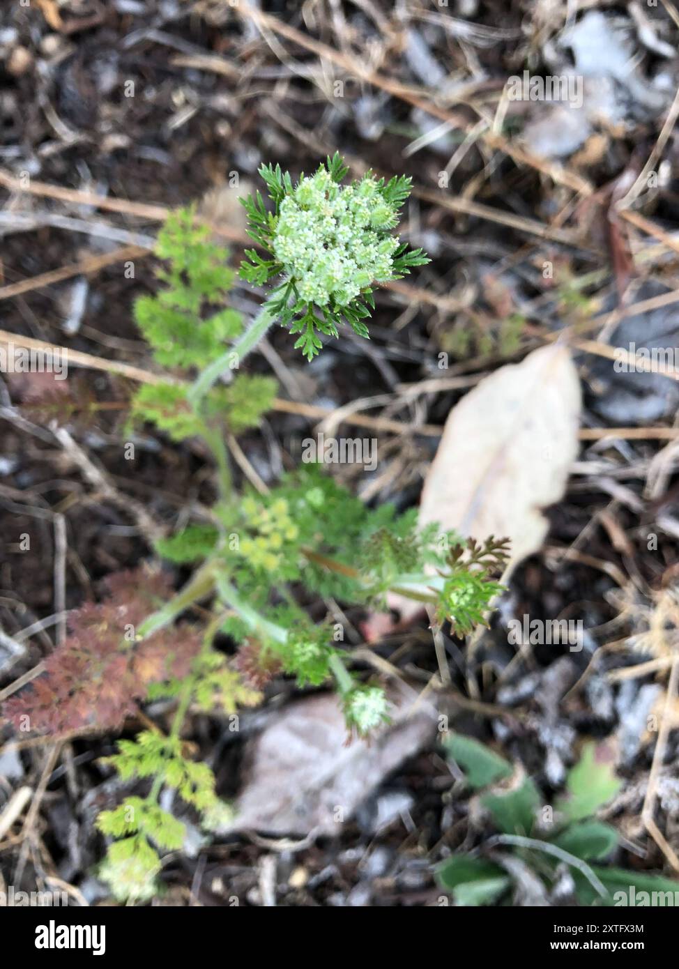 American wild carrot (Daucus pusillus) Plantae Stock Photo - Alamy