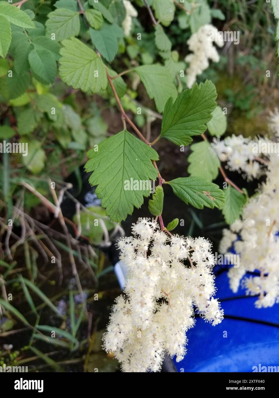Ocean spray (Holodiscus discolor) Plantae Stock Photo - Alamy
