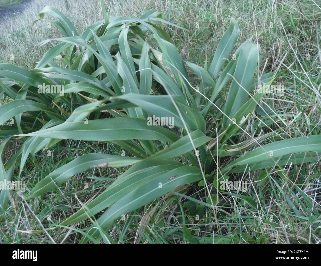 Mountain flax (Phormium cookianum) Plantae Stock Photo - Alamy