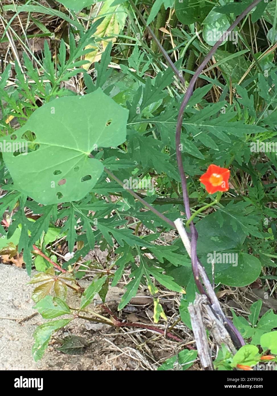 red morning glory (Ipomoea coccinea) Plantae Stock Photo - Alamy