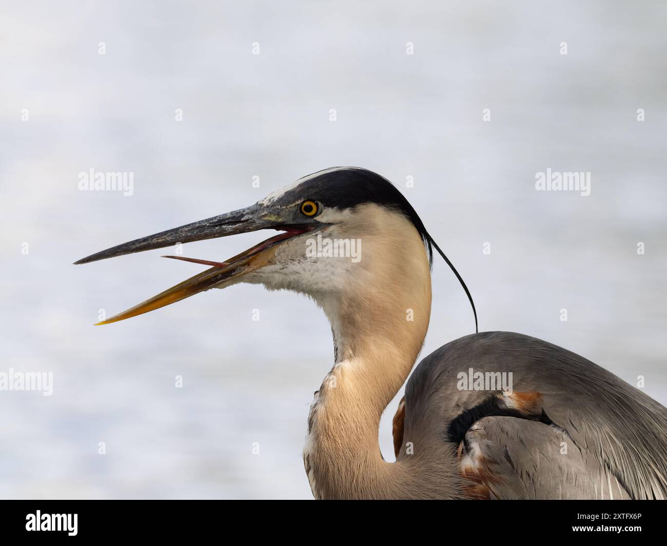 Close up of the head and neck of an overheated great blue heron ...