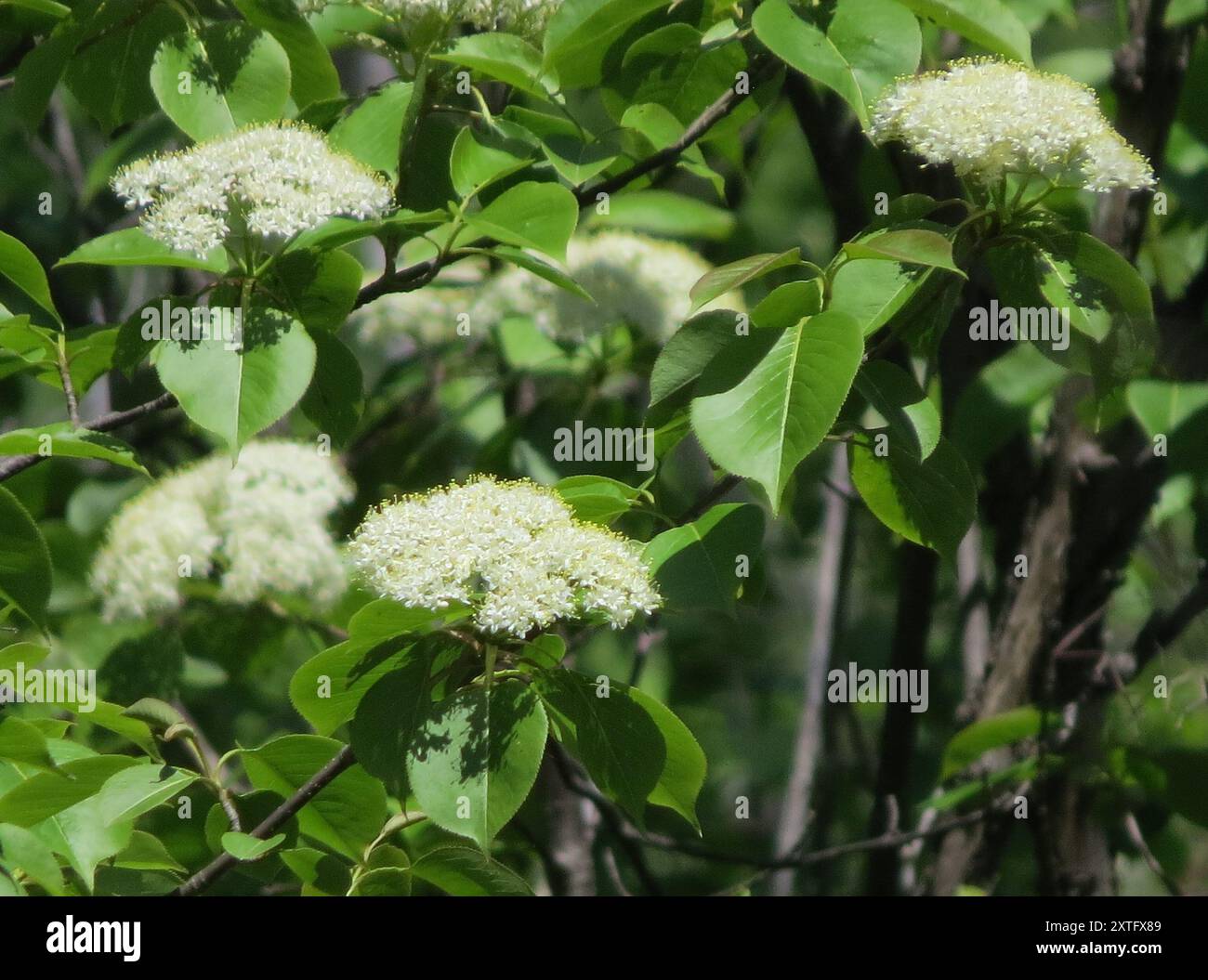 nannyberry (Viburnum lentago) Plantae Stock Photo - Alamy
