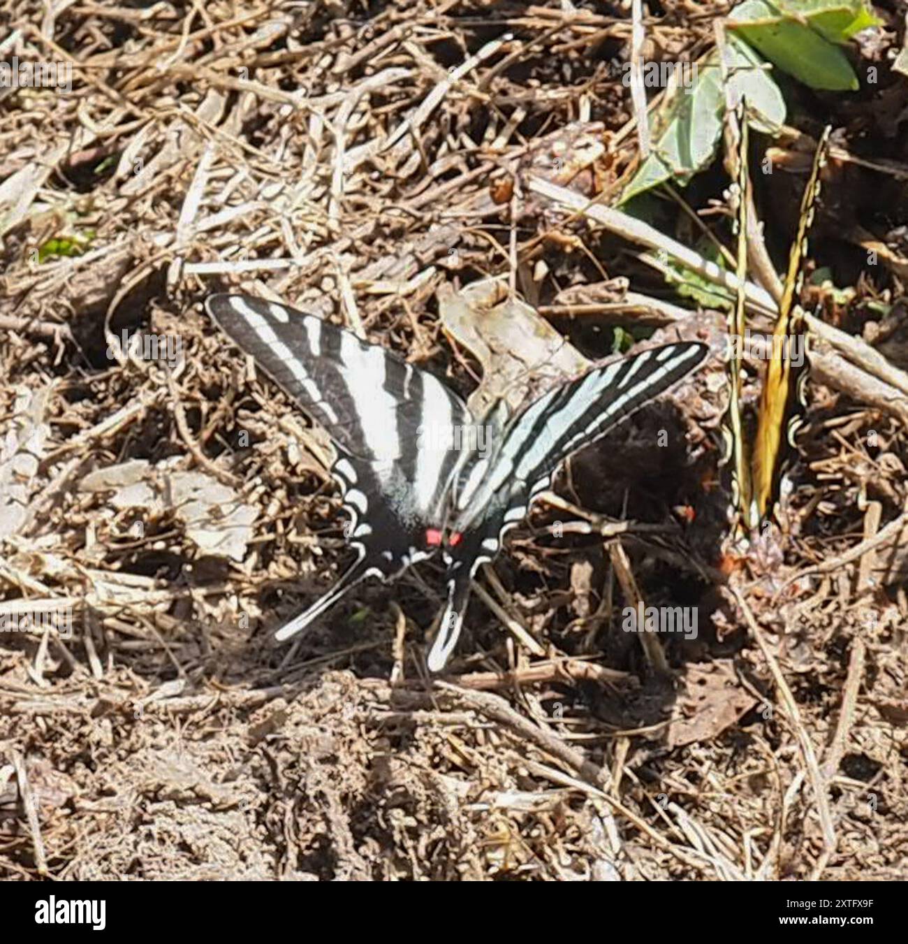 Zebra Swallowtail (Eurytides marcellus) Insecta Stock Photo - Alamy