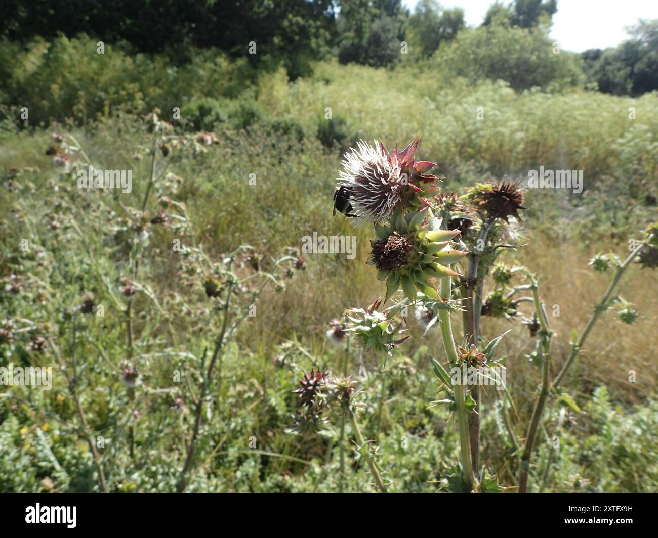 Mount Hamilton fountain thistle (Cirsium fontinale campylon) Plantae ...