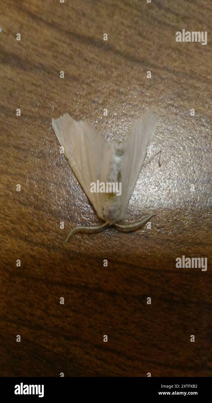 Ennomos subsignaria hi-res stock photography and images - Alamy