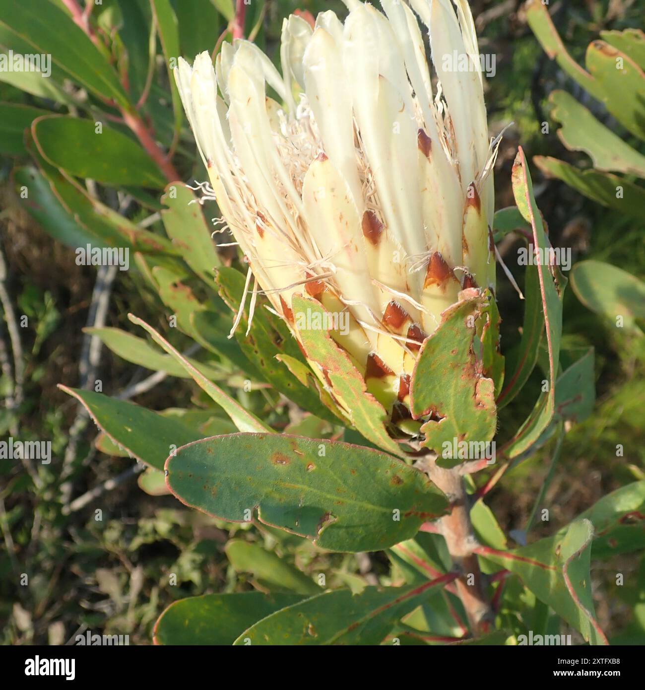 Limestone Sugarbush (Protea obtusifolia) Plantae Stock Photo - Alamy