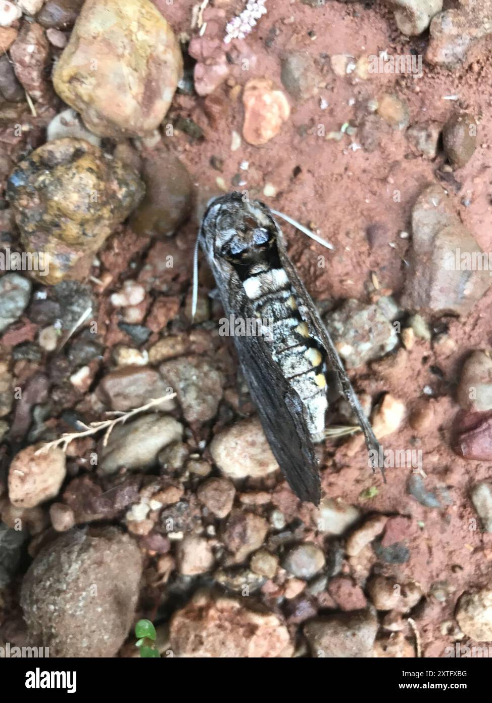 Five spotted hawk moth hi-res stock photography and images - Alamy