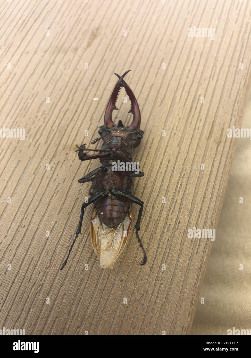 Giant Stag Beetle (Lucanus elaphus) Insecta Stock Photo - Alamy