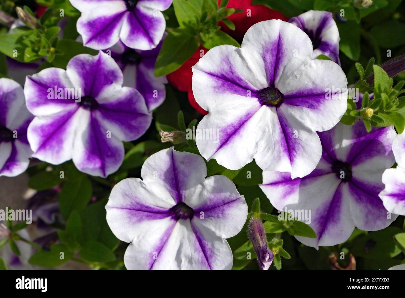 Surfinia blue lagoon star hi-res stock photography and images - Alamy