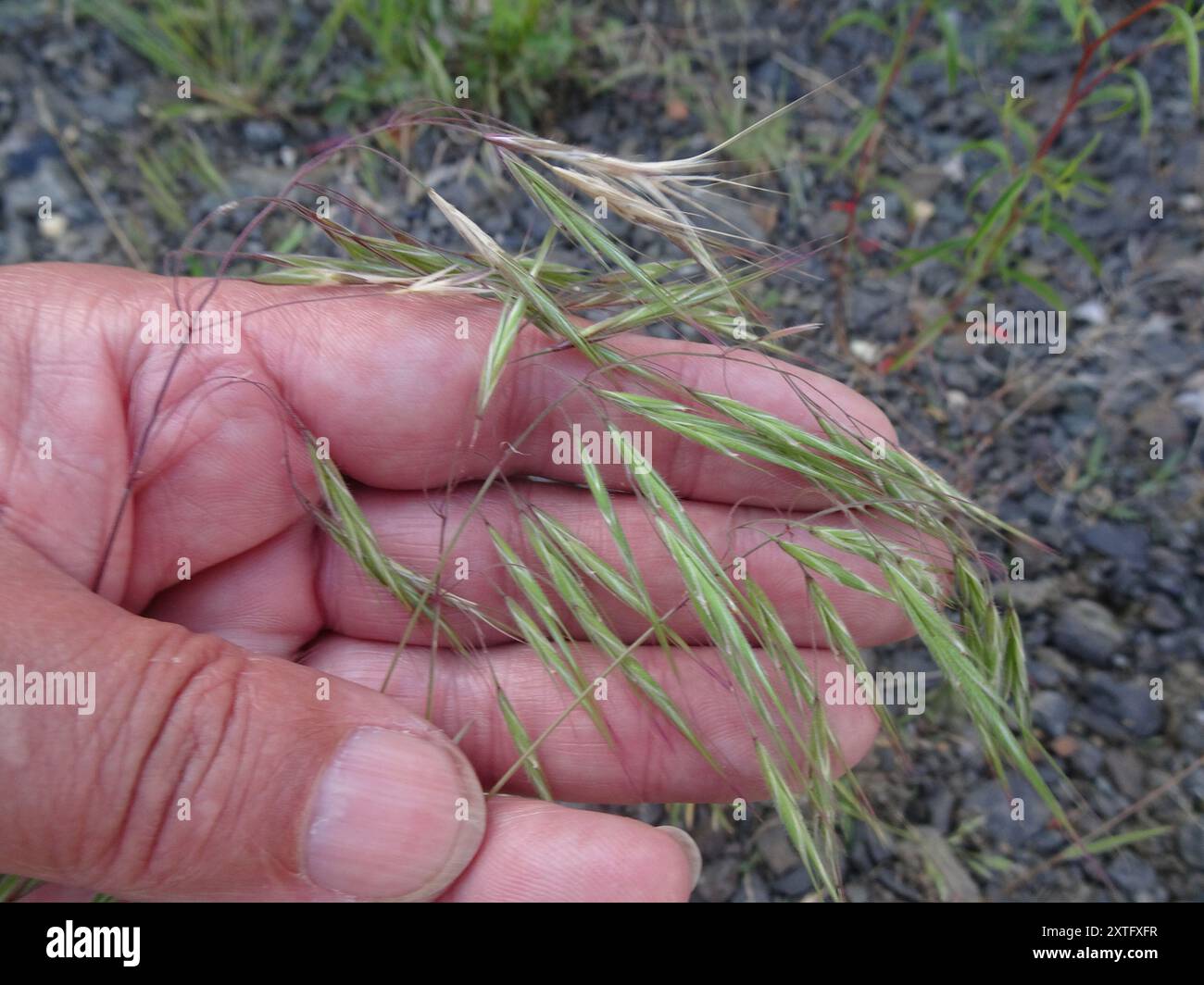 Cheatgrass (Bromus tectorum) Plantae Stock Photo - Alamy