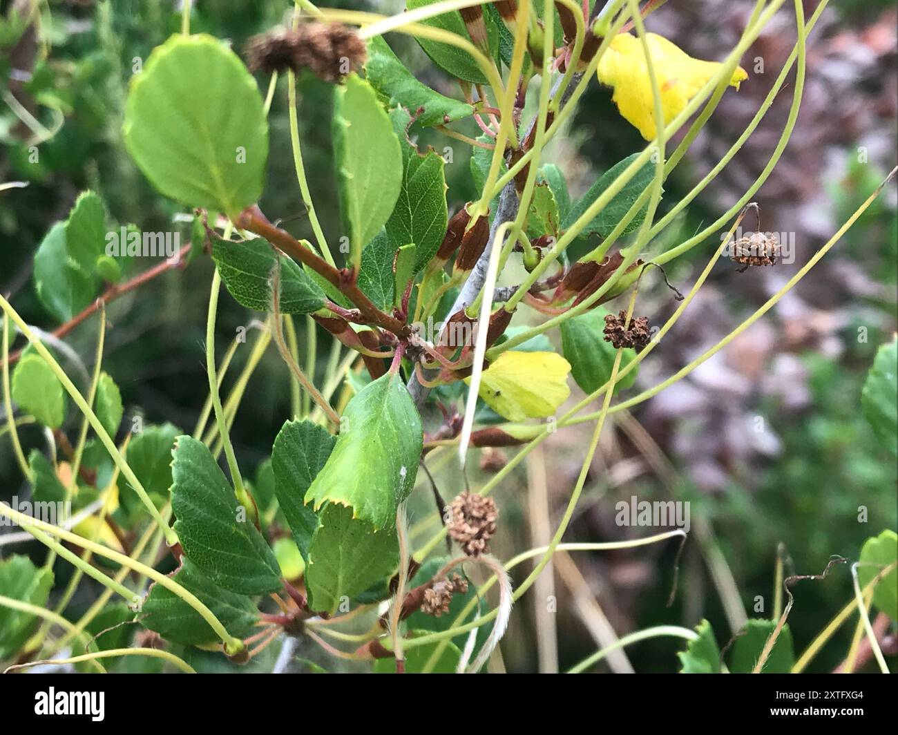 smooth mountain mahogany (Cercocarpus minutiflorus) Plantae Stock Photo ...