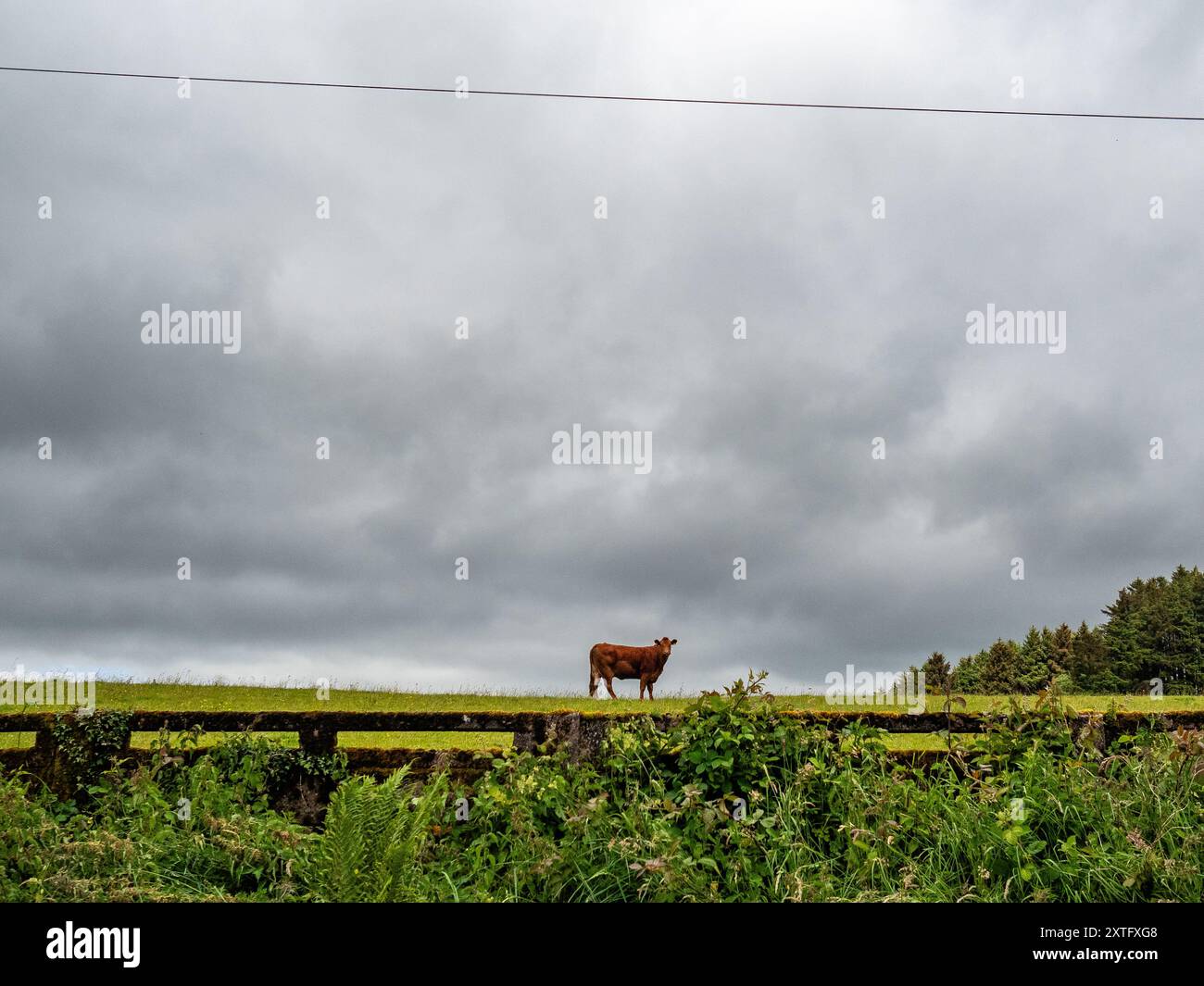 A cow is seen grazing alone in a green field. The main types of farming ...